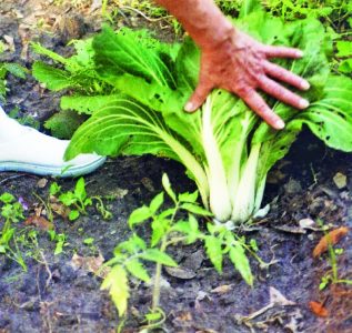 Growing Cabbage: Discovering Oriental Varieties - Countryside